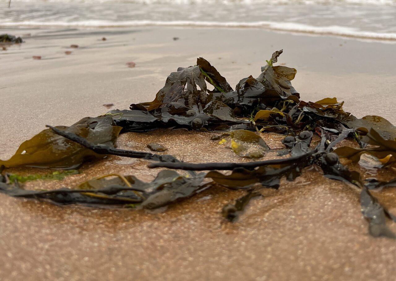 Duurzame mogelijkheden voor aangespoeld zeewier
